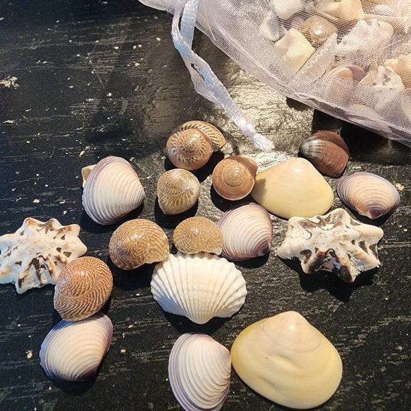 Small Seashell Mix-0.25"-1.5"-assorted Seashells-sea Shells Bulk-sea ...