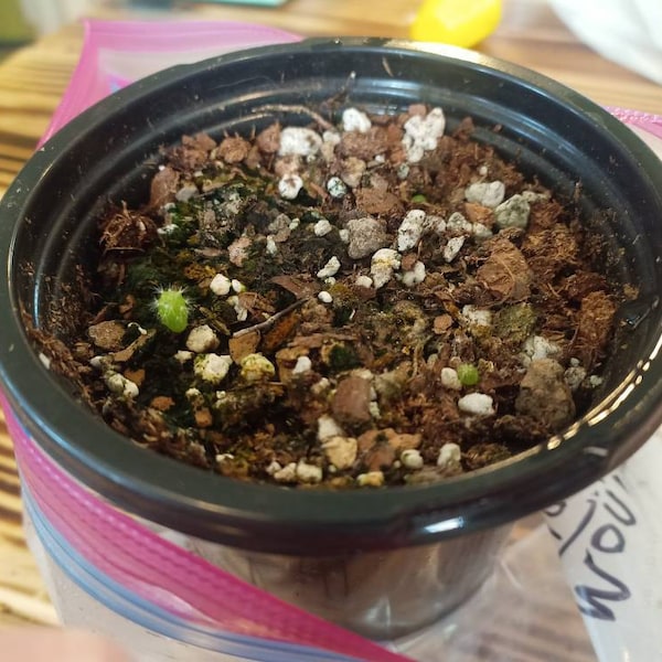 Hildewintera Colademononis - Monkey Tail Cactus Seeds - Super Furry ...