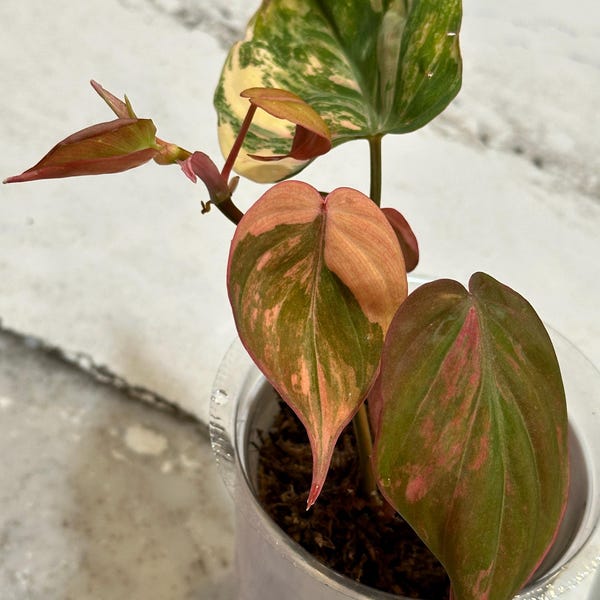 Rare Philodendron Pink Variegated Micans | Aurea Micans in 4'' Pot ...