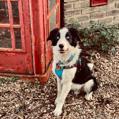 Inca Blue Dog Harness - Etsy