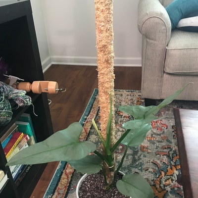 Sphagnum Moss Pole for Climbing Plants, PVC Moss Pole, Moss Pole for ...