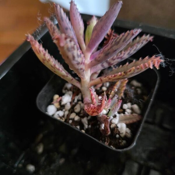 Rare Pink Butterfly Kalanchoe Succulent, Easy Care Patio Plant - Etsy
