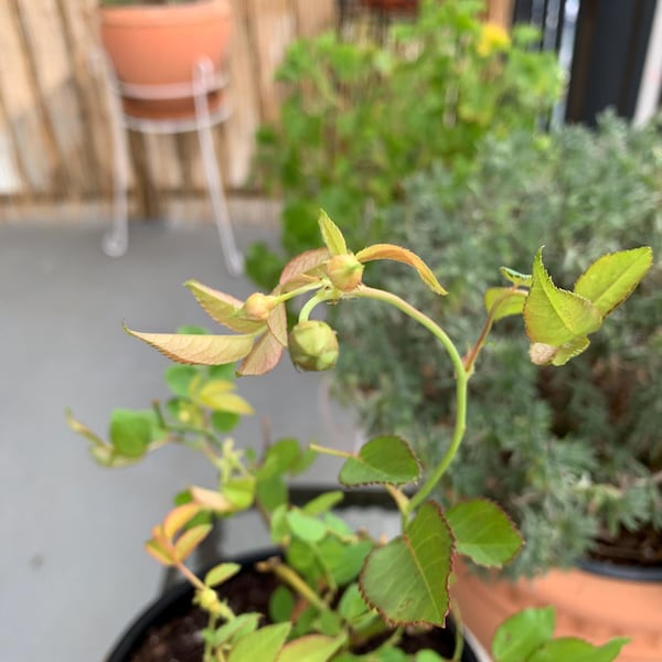 Rose【scheherazade| シェエラザード】-1.5 Gal Ownroot | Rare Rose| Strong ...