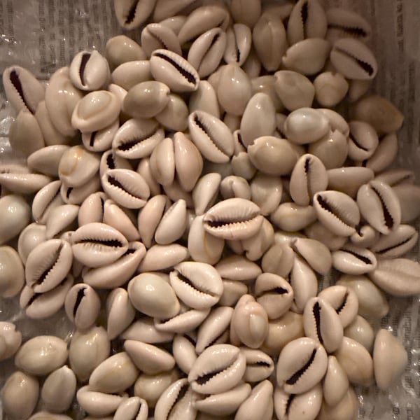 Ring Top Cowries Money 5 to 1000 Pcs Open Back Shells Sizes (1/2 - 1 ...