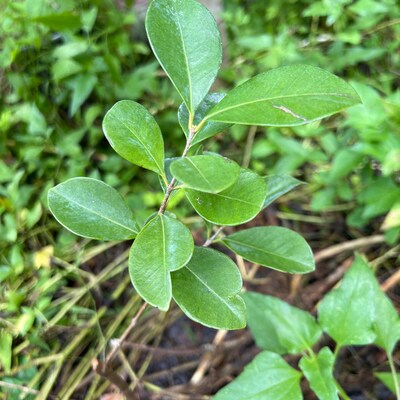 CALOTROPIS GIGANTEA Giant / Madar/ Milkweed Tree Plant Butterfly Garden ...