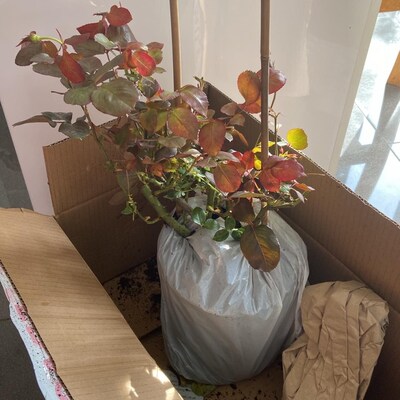 3x Blue Flowering Salvia African Sky Plug Plants, Ornamental Sage ...