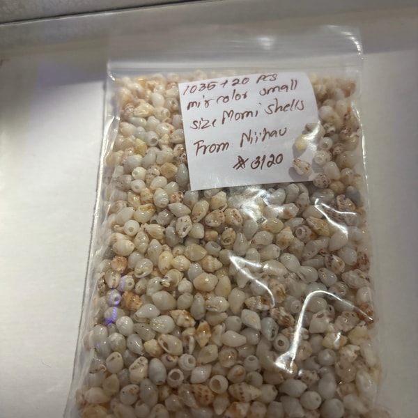 1 Film Canister of Laiki Shells Supply. Most Shells Use for Hawaiian ...