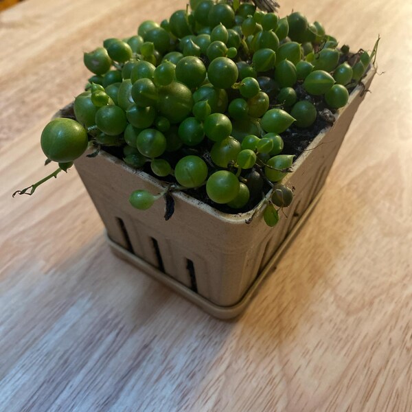 Aztec Pyramid Planter for Growing Succulents, Propagation Tray ...