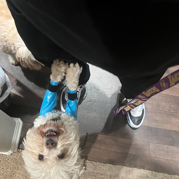 Dog Cool Coat and Collar, Chiller Cool Coat, Custom Dog Cooling Coat ...