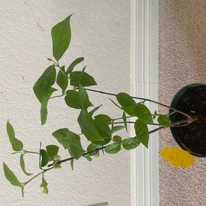 Large 6 Hydrocotyle Vulgaris Money Plant Copper Coin Plant Lucky Plant ...