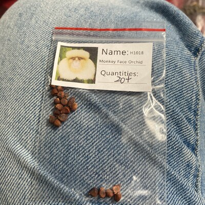 2 Purple Lycoris Radiata Bulbs FW95218-3 - Etsy