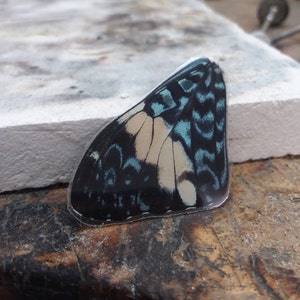 Real Hamadryas Amphinome red Cracker Butterfly - Etsy