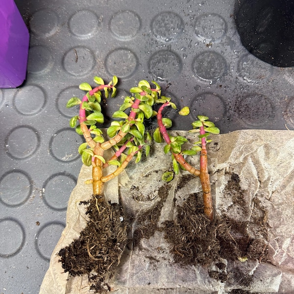 Rare Variegated Pink Elephant Bush, Portulacaria Afra Variegata Live ...