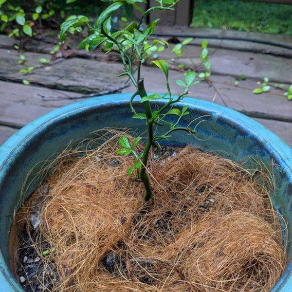 Pitiona, Oaxaca Lemon Verbena, Juanilama, Lippia Alba, 1 Live Plant 2.5 ...