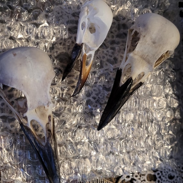 Rook Crow Skull Natural Rook Corvus Frugilegus Corvid Taxidermy Gothic ...