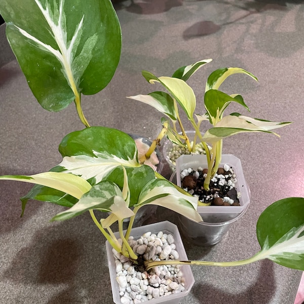 Rare Manjula Potho/mutant Manjula/hybrid Manjula High Viraigation ...