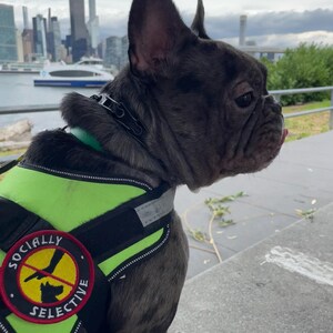 Socially Selective Embroidered Dog Patch 3-inch Round Patch Patch for ...