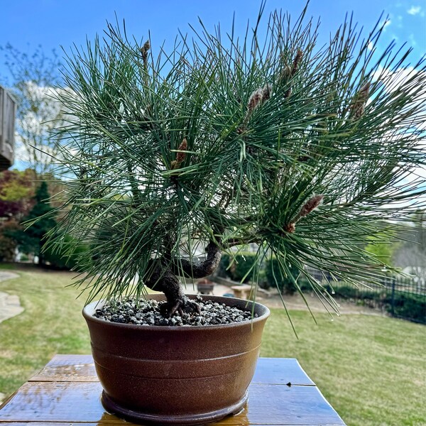 Small Unglazed Round Bonsai Pot 5 3/4 - Etsy