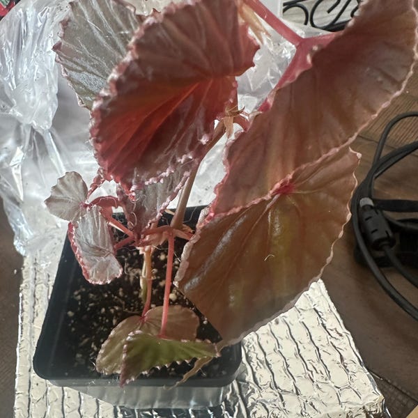PROPAGATE TO ORDER Begonia Botanicaz 2 - Etsy