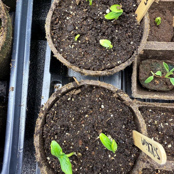 Moonglow Tomato Seeds - Etsy