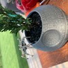 Death Star Planter Bowl Pot - Etsy