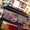 Miniverse Fishtank Lids or Plain Lids - Etsy