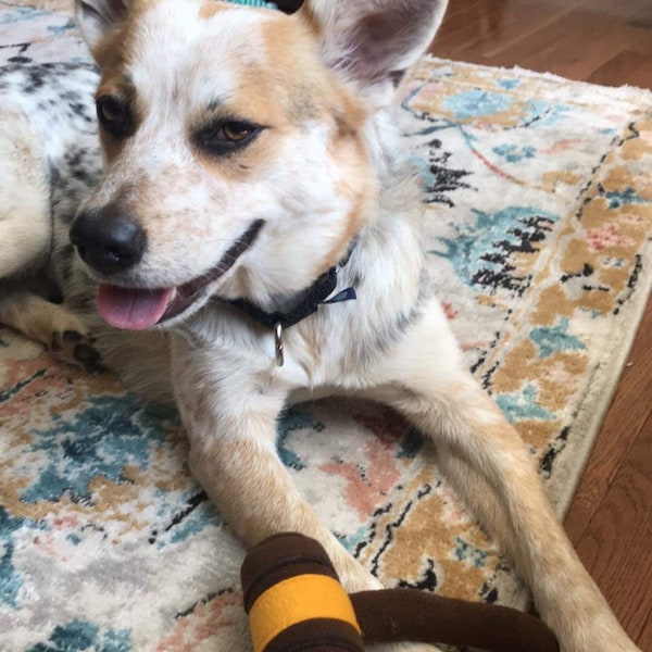 Squeaky Gavel Dog Toy - Etsy