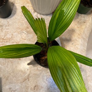 Variegated Mini Jade Bonsai Start Portulacaria Afra Grown in an 8 Pot ...