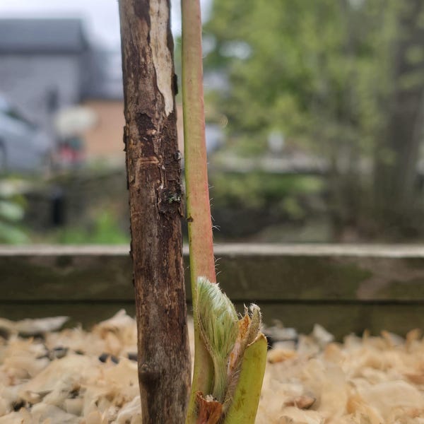 Santiam Red Gala Apple Tree on M7, Bare Root, Excellent Disease ...