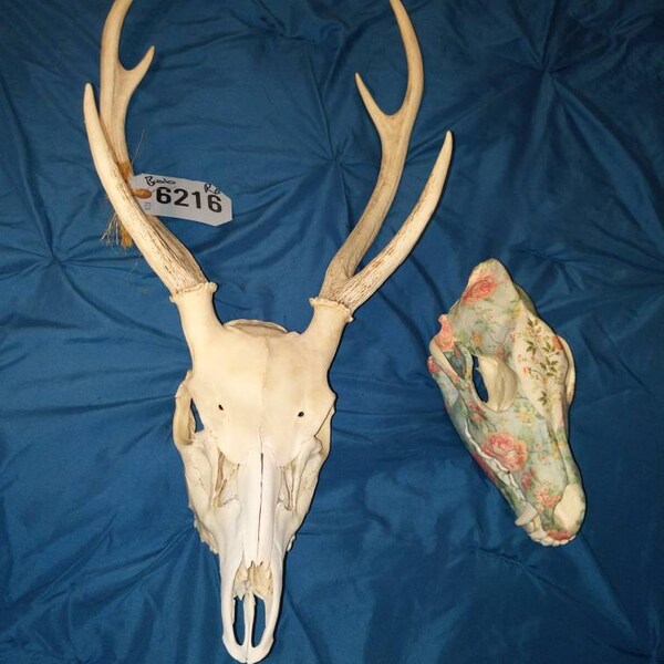 Taxidermy, a Pair, of X - X Mating Stoat or Long-tailed Weasels ...