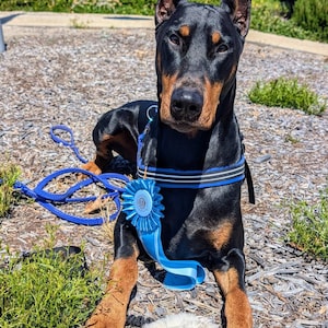 Redline K9 Dominant Dog Collar - Etsy