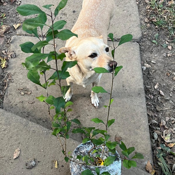 Ilex Opaca 'miss Helen' - Female American Holly - Live Plant - 12" Tall ...