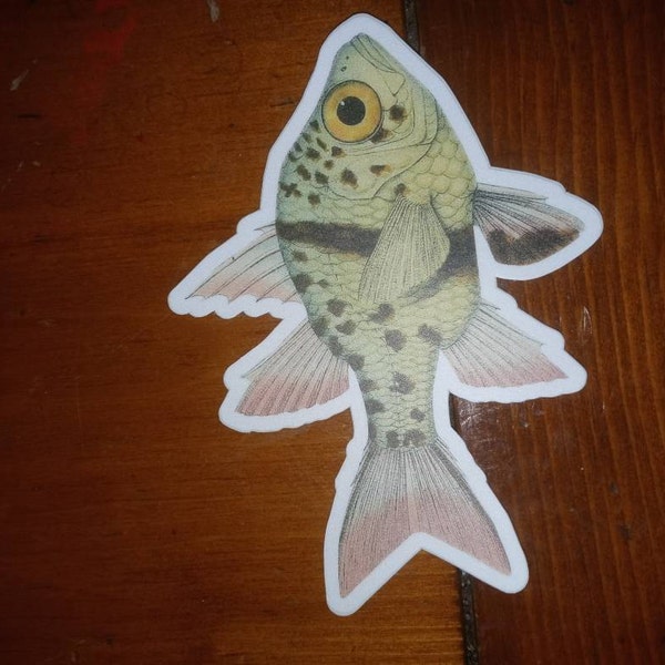 Colorful Fish Sticker, Weird Vinyl Stickers, Vintage Sticker Pack ...