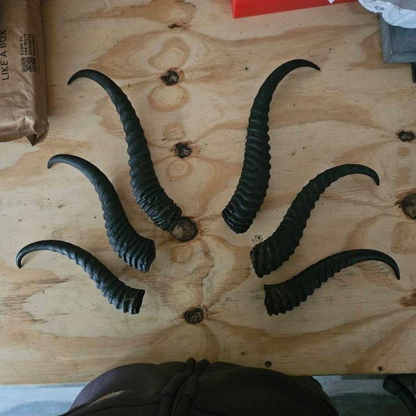 Real Springbok Horns - Large Horns From Springbok Skull - Etsy