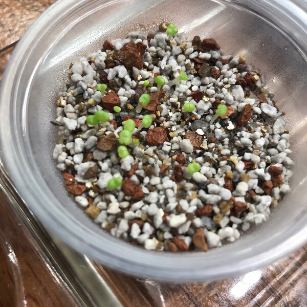 20 Seeds Lithops Aucampiae Mix / Freshly Harvest 20 Premium Quality ...