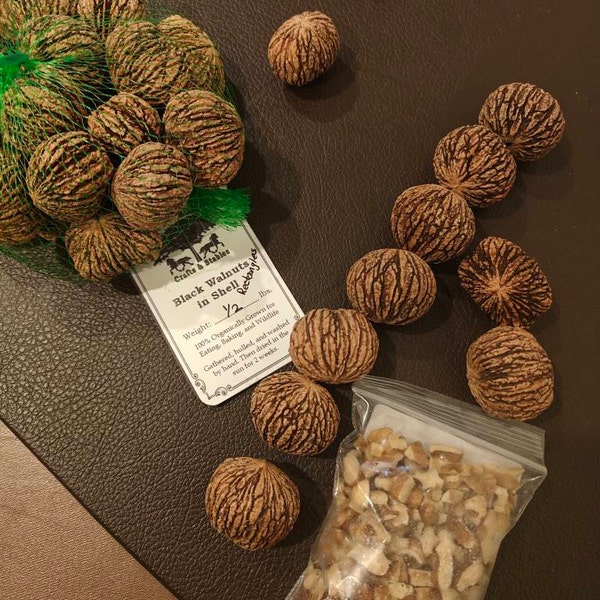 Black Walnut Shell Halves - Perfect for Crafts or Jewelry - Etsy