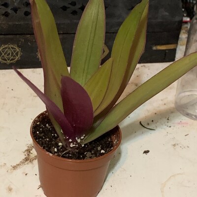 Rhoeo 'sitara's Gold' tradescantia Spathacea - Etsy