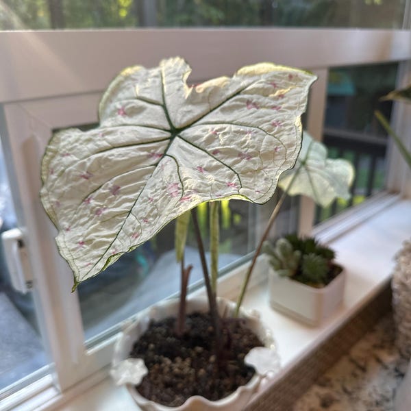 Caladium 'dot's Delight' Choose From 4 Options Very Limited - Etsy