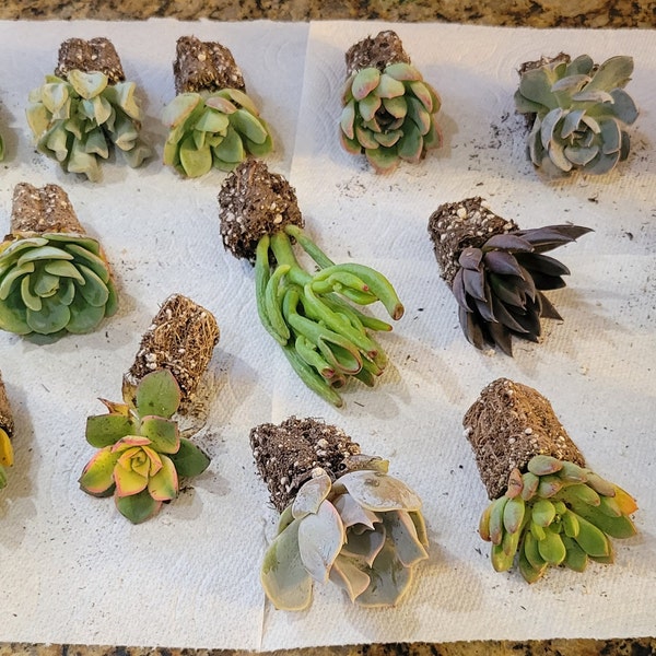 Assorted Live Rooted Succulent Plugs | Great for Baby Showers, Wedding ...