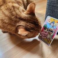 The Original Sad Cat Meme Spiral Journal Notebook, Sad Cat Meme, Crying ...