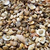 Shell Mix-1/4"-1" Tiny/small Shell Mix-craft Seashells-small Seashells ...
