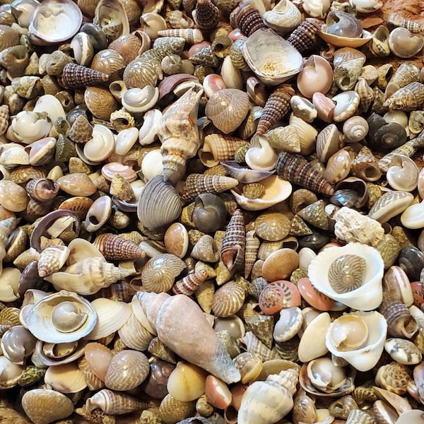 Shell Mix-1/4"-1" Tiny/small Shell Mix-craft Seashells-small Seashells ...