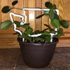 Plant Trellis Cebu Blue Pothos Plant Art Plant Decor - Etsy Canada