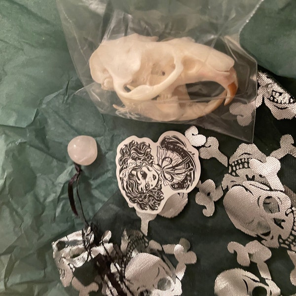 Fisher Paw Articulation Shadow Box Display - Etsy