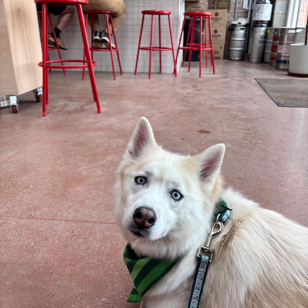 UGLY Bells for Pet Collar Chipped Jingle Bell for Cat Collar Character ...