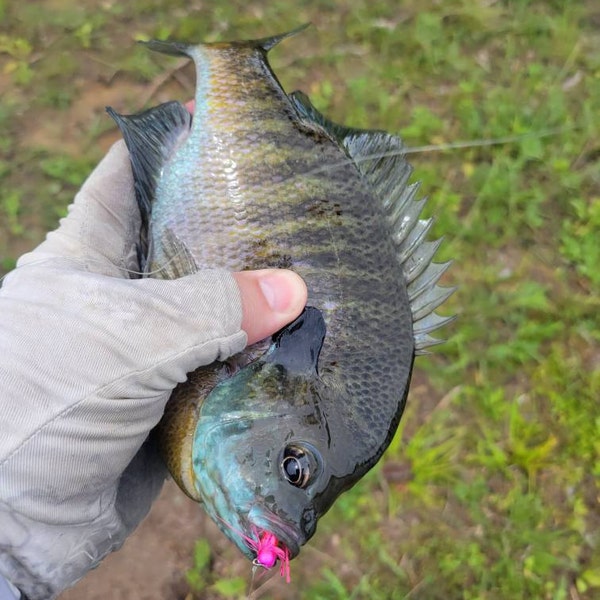 Size 10- Tungsten Bubble Minnow Jig 2 Pks - Etsy