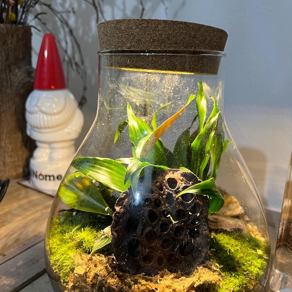 Large Glass Terrarium Jar With LED Cork Lid H25cm X D23cm - Etsy UK