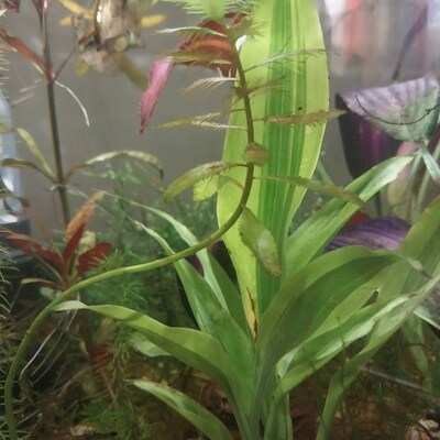 BUY 2 GET 1 FREE Mermaid Weed proserpinaca Palustriseasy Live Aquarium ...