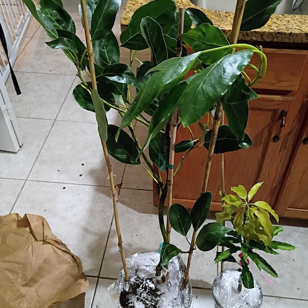 Grafted Orange Sherbet Mango Tree in Half Gallon, Dwarf Variety - Etsy