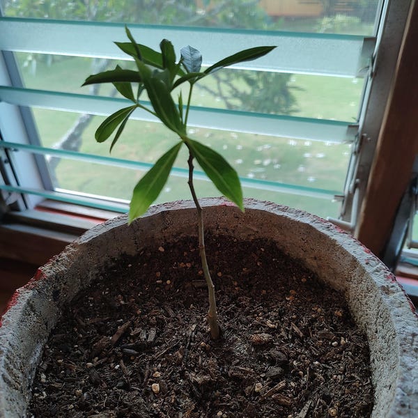 Female Head Face Ceramic Planter Pot Black Small With Drainage Hole 2. ...